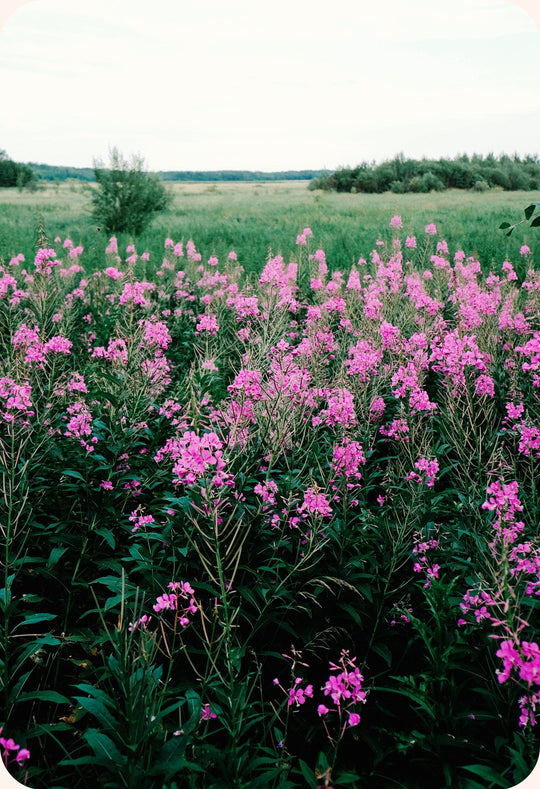 Ultra-Sculpt Faja with Zipper & Round Lift CB451 – Colombiana